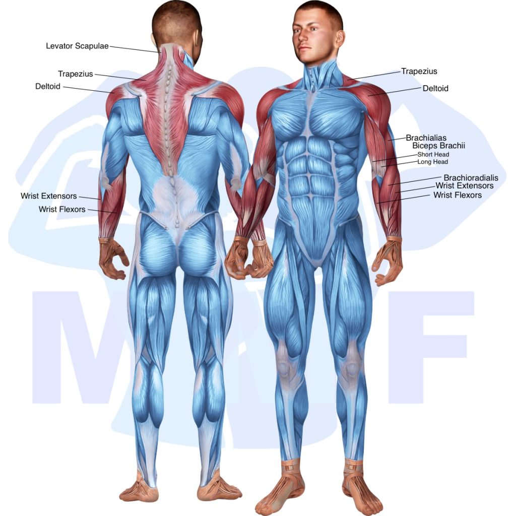 Cable Rope Hammer Curl: An Easy Guide For This Bicep Exercise