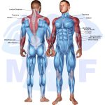 Cable Rope Hammer Curl: An Easy Guide For This Bicep Exercise