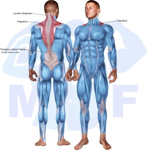 Cable Shrug: An Easy Alternative To Dumbbell And Barbell Shrugs