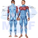 Cable Tricep Kickbacks: Your Guide To Great Form And Rapid Gains