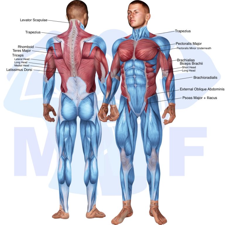 Cross Oblique Crunch: Simple Exercise For A Rock-Solid Core