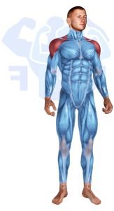 70 Shoulders Exercises for Men: Exercise Equipment Options