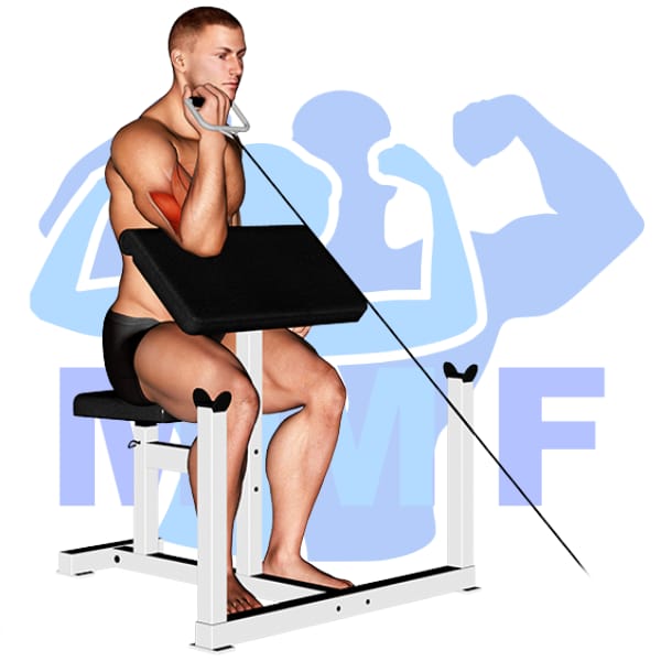 Cable Concentration Curl: A Bicep Exercise With Continuous Resistance