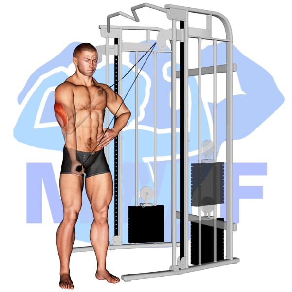 Single Arm Tricep Rope Pushdown: An Unbelievable Arm Exercise