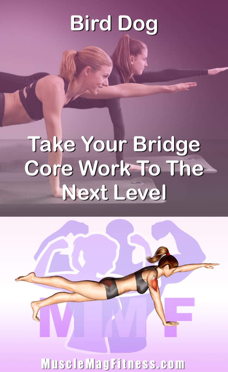 Bird Dog: Take Your Bridge Core Work To The Next Level