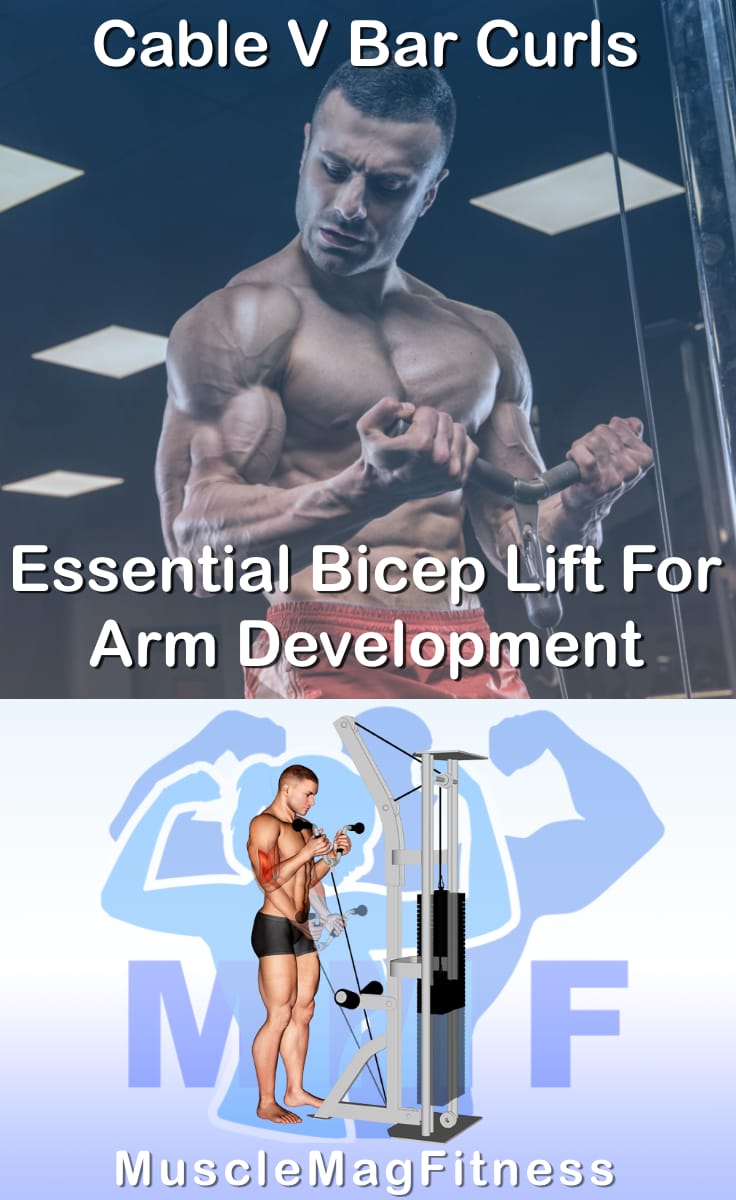 Cable V Bar Curls: Essential Bicep Lift For Arm Development