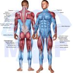 Reverse Fly With Bands: A Guaranteed Back Building Exercise