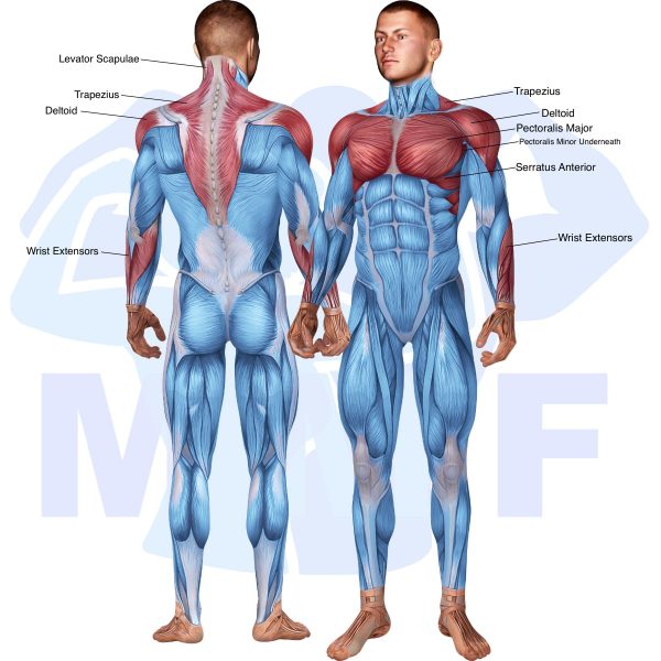Single Dumbbell Front Raise: Your Easy Guide To Proper Form