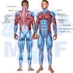 Twisting Crunch: An Impressive Exercise For Your Abs And Obliques