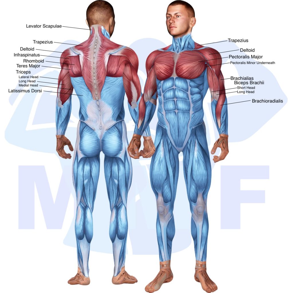 Wide Grip Lat Pulldown: Step-By-Step Guide To Perfecting This Lift