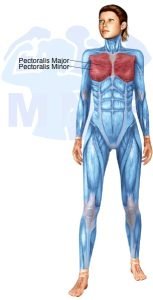 14 Best Pectoralis Major Exercises for Women: Equipment-Based Workouts